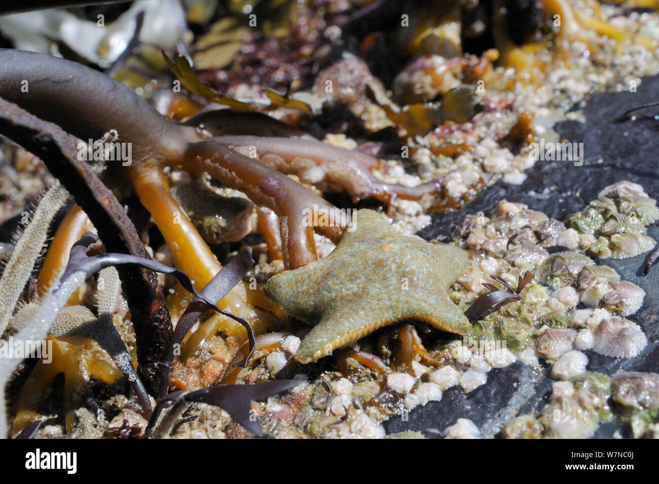 Verruca stroemia immagini e fotografie stock ad alta risoluzione - Alamy