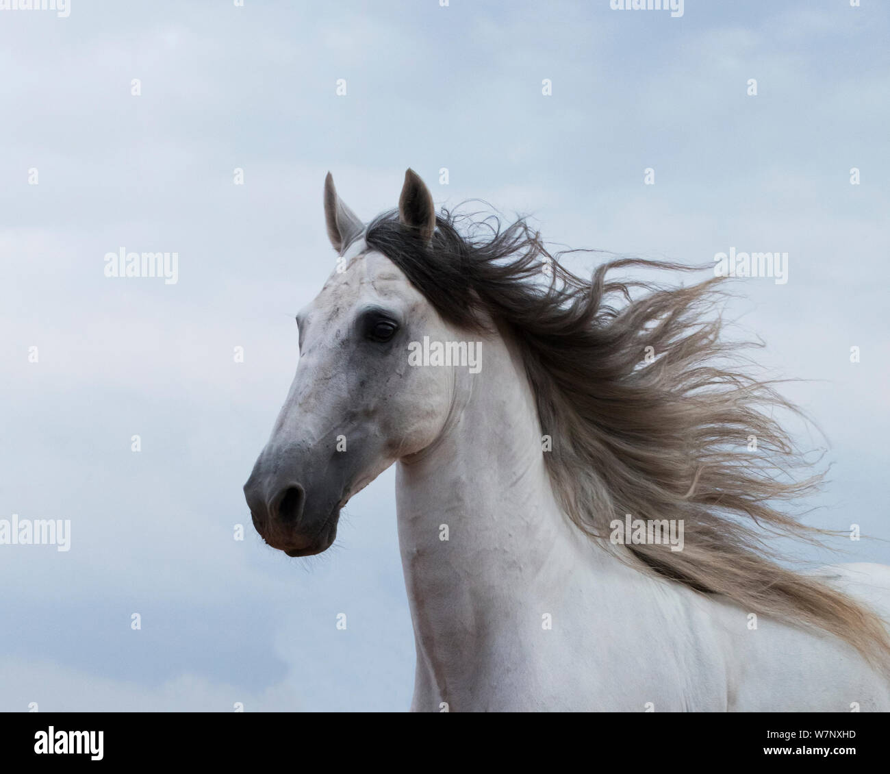 Ritaglio di stallone immagini e fotografie stock ad alta risoluzione ...