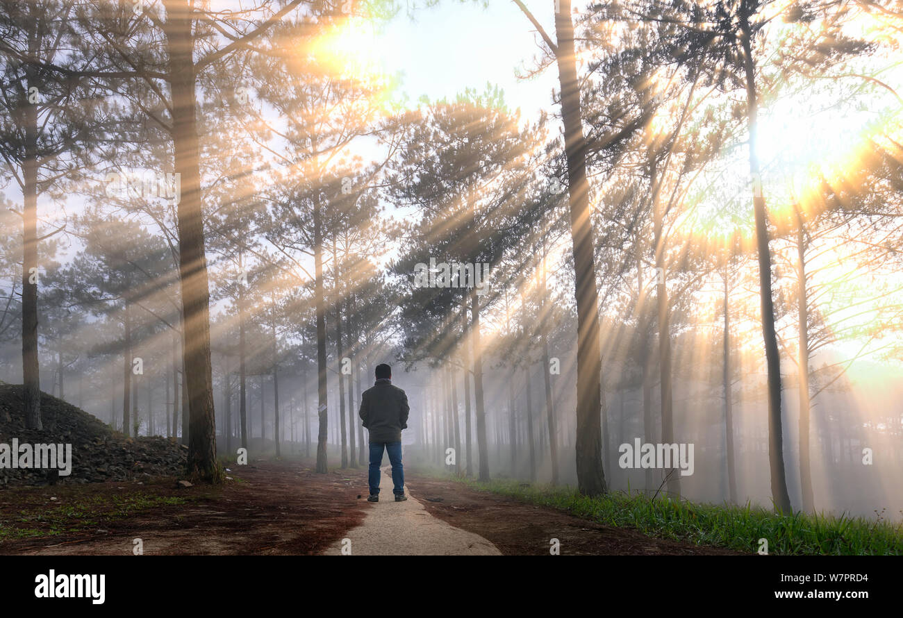 Foresta In Silhouette Immagini e Fotos Stock - Alamy
