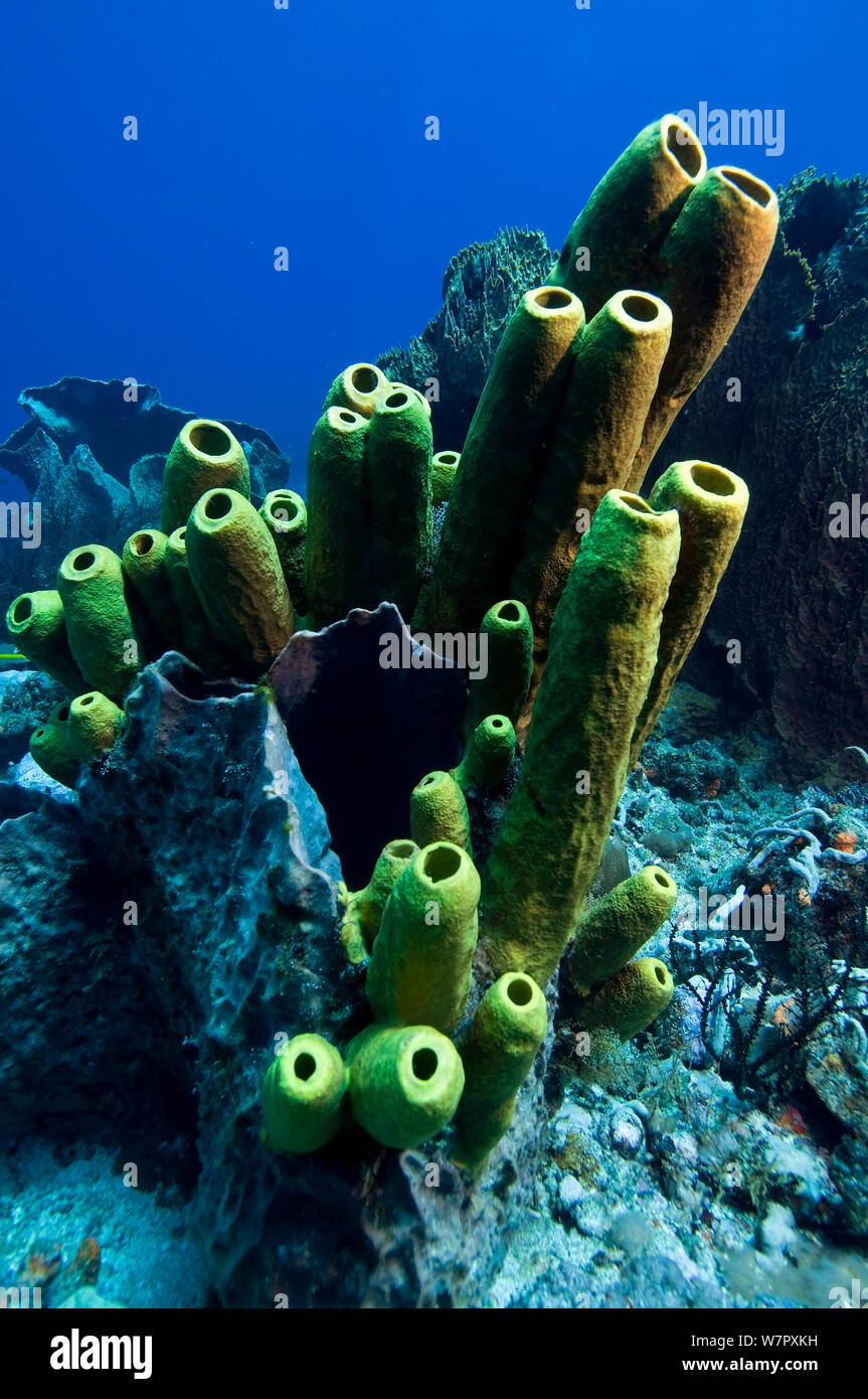 Spugne marine immagini e fotografie stock ad alta risoluzione - Alamy