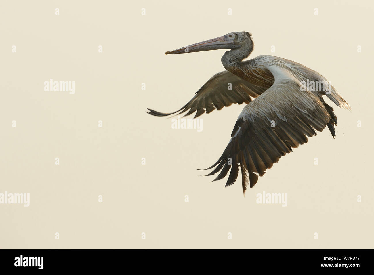 Philippine birds immagini e fotografie stock ad alta risoluzione - Alamy