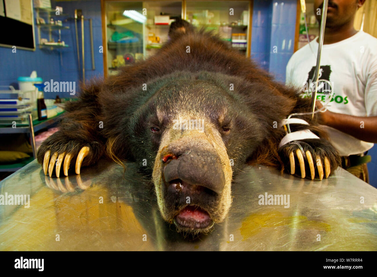 Fauna selvatica tranquillizzata immagini e fotografie stock ad alta ...