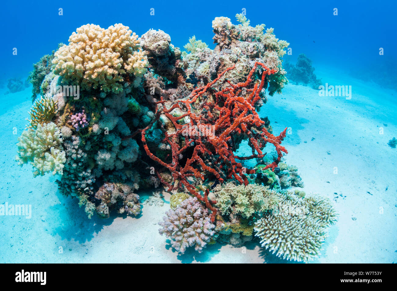 Spugna di mare rossa haliclona immagini e fotografie stock ad alta ...