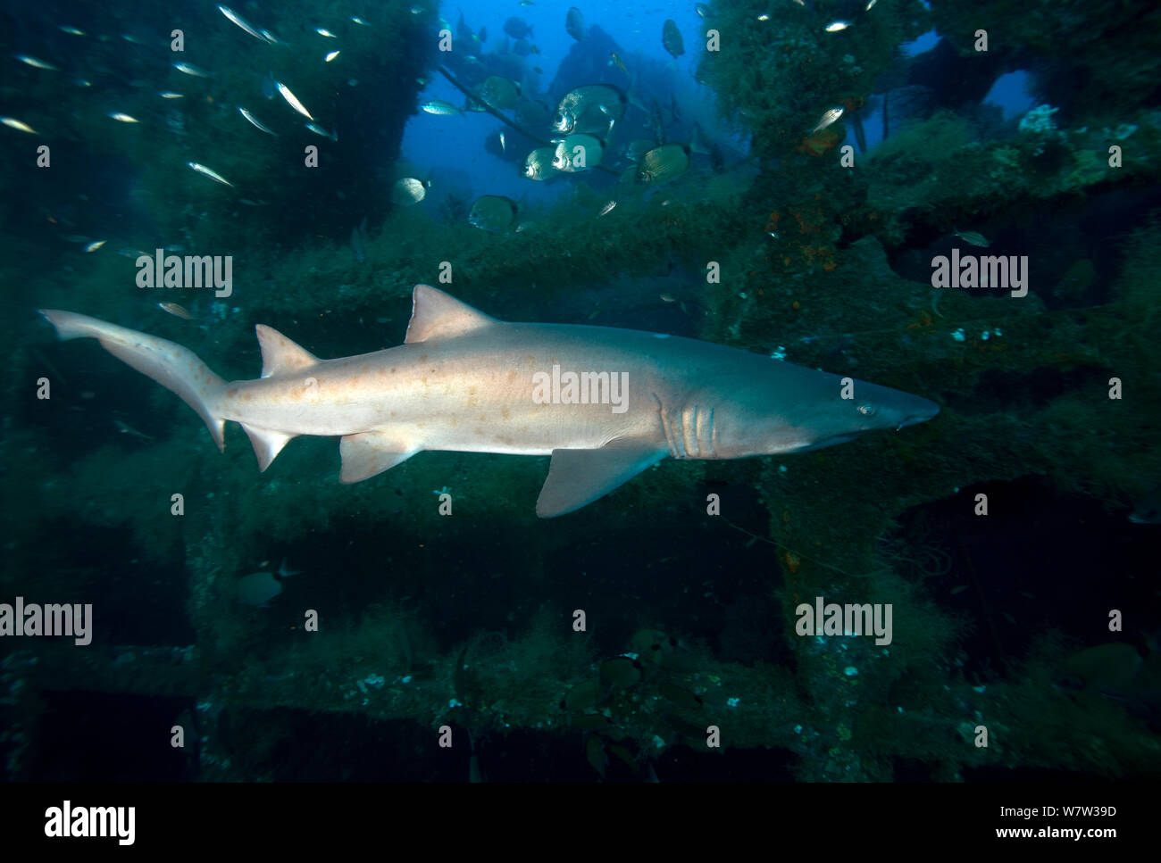 Odontaspis cinerea immagini e fotografie stock ad alta risoluzione - Alamy