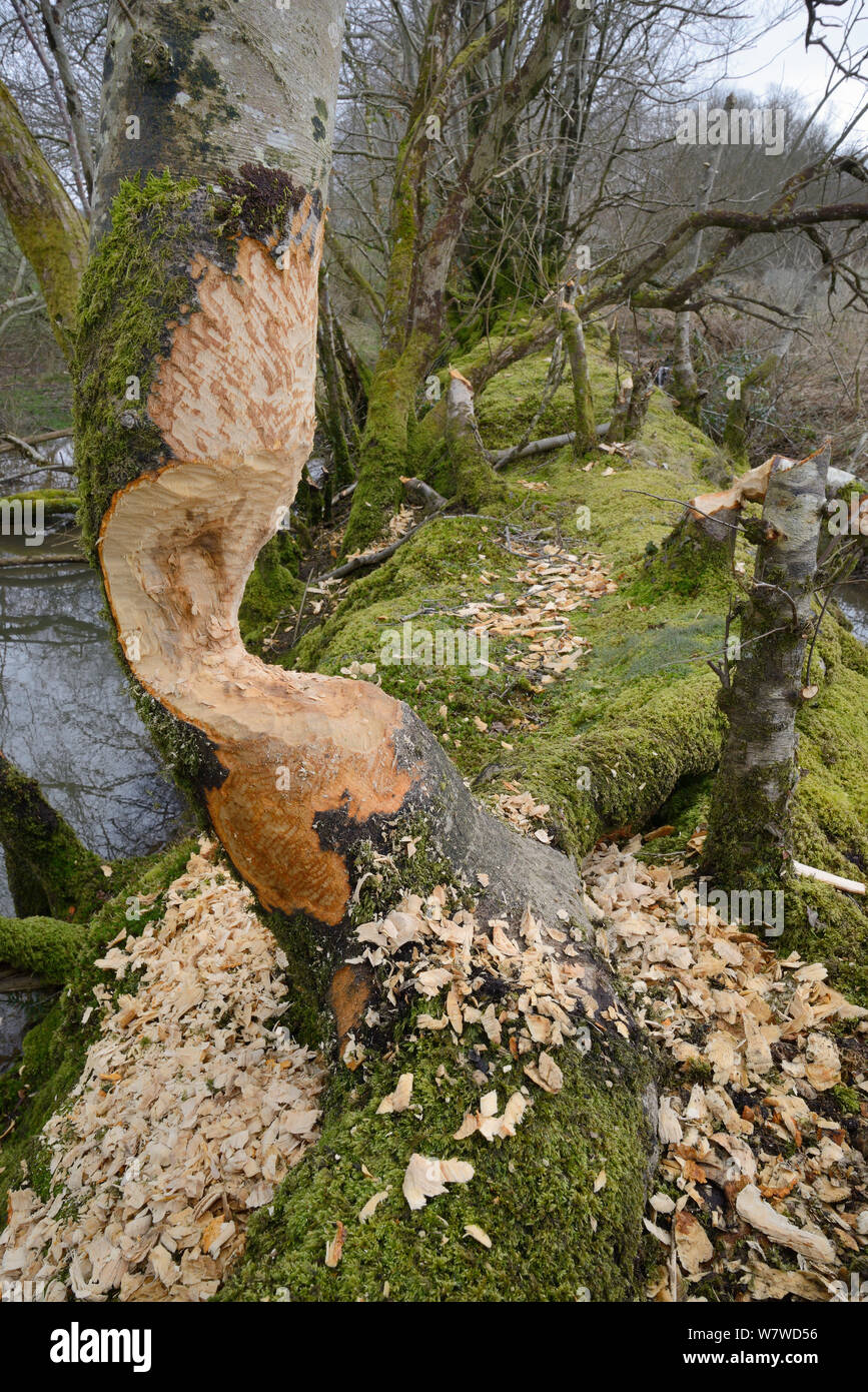 Betula alba var pubescens immagini e fotografie stock ad alta ...