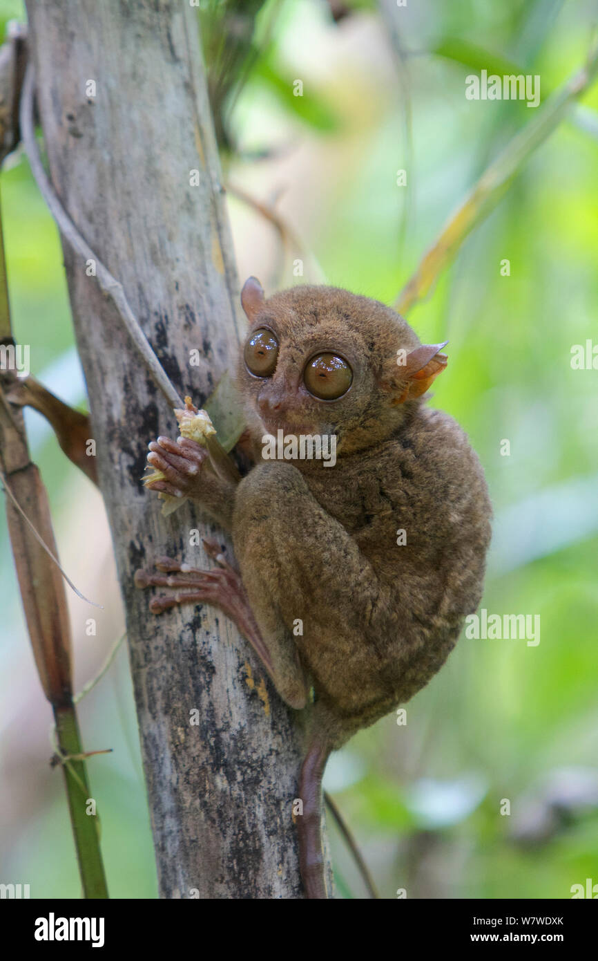 Philippine wildlife species immagini e fotografie stock ad alta ...