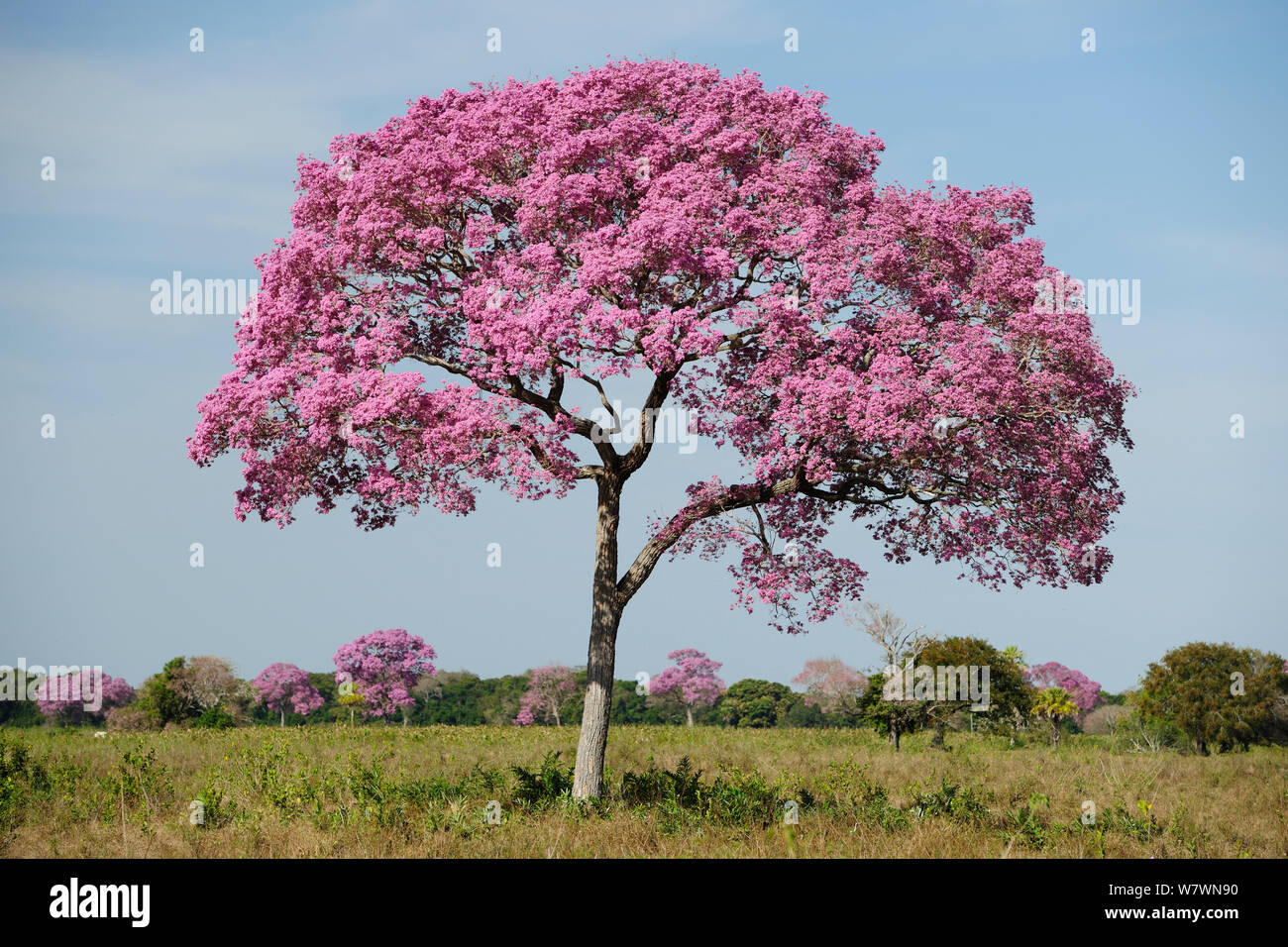 Albero di ipe immagini e fotografie stock ad alta risoluzione - Alamy