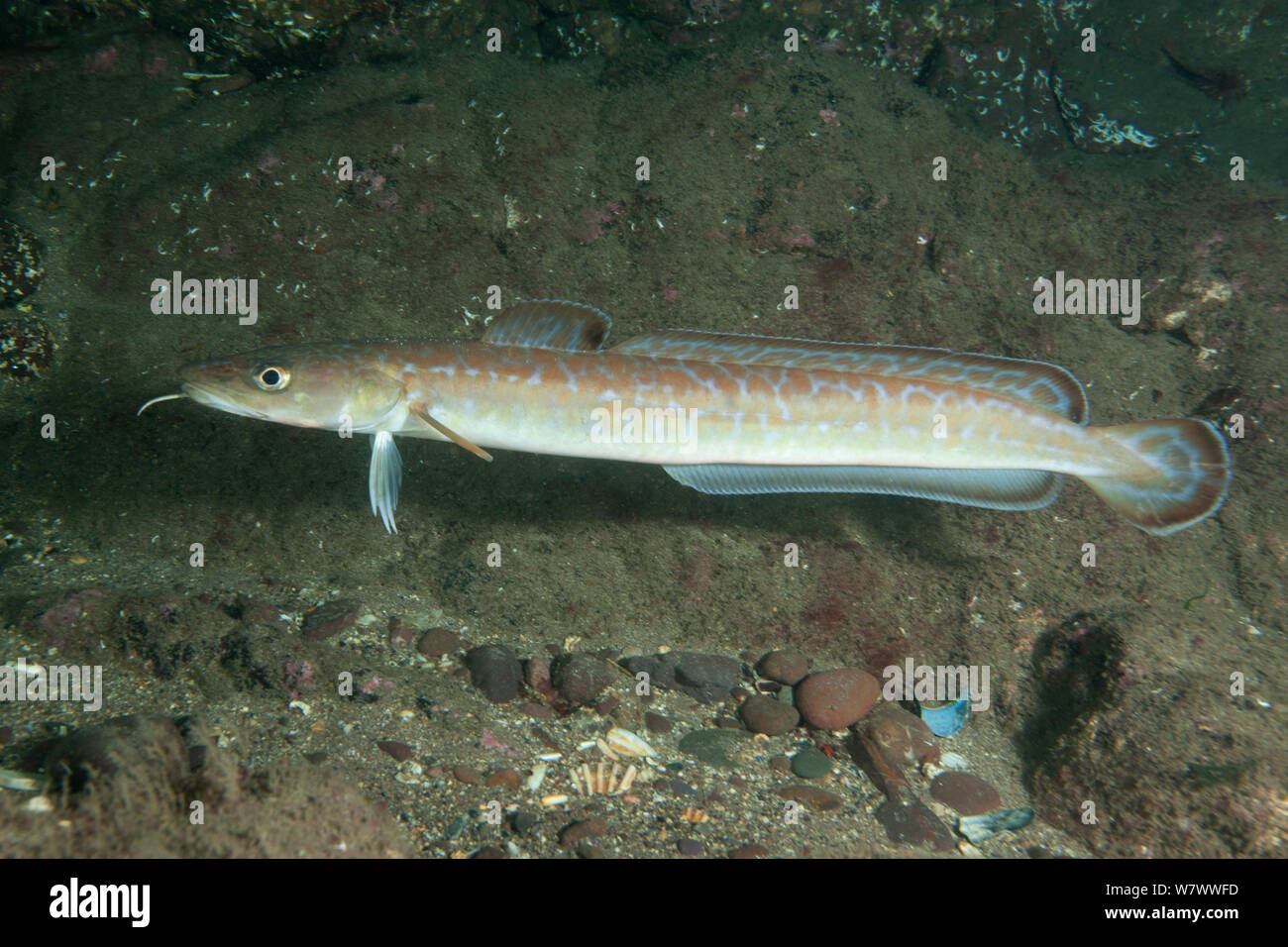 Pesce Della Molva Del Golfo
