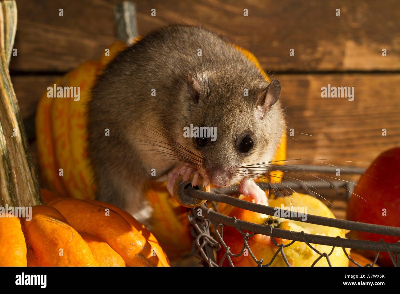 Ghiro commestibile glis glis alle zucche in magazzino immagini e ...