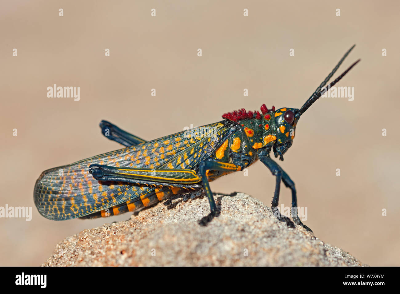 Locusta gigante del milkweed immagini e fotografie stock ad alta ...