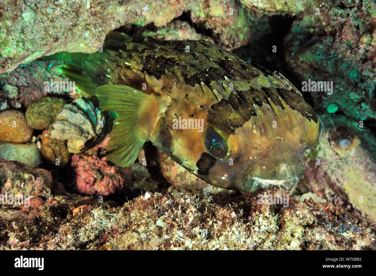 Pesci istrici immagini e fotografie stock ad alta risoluzione - Alamy