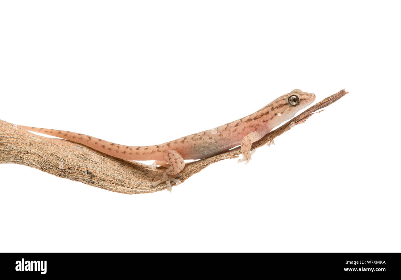 Gehyra variegata immagini e fotografie stock ad alta risoluzione - Alamy