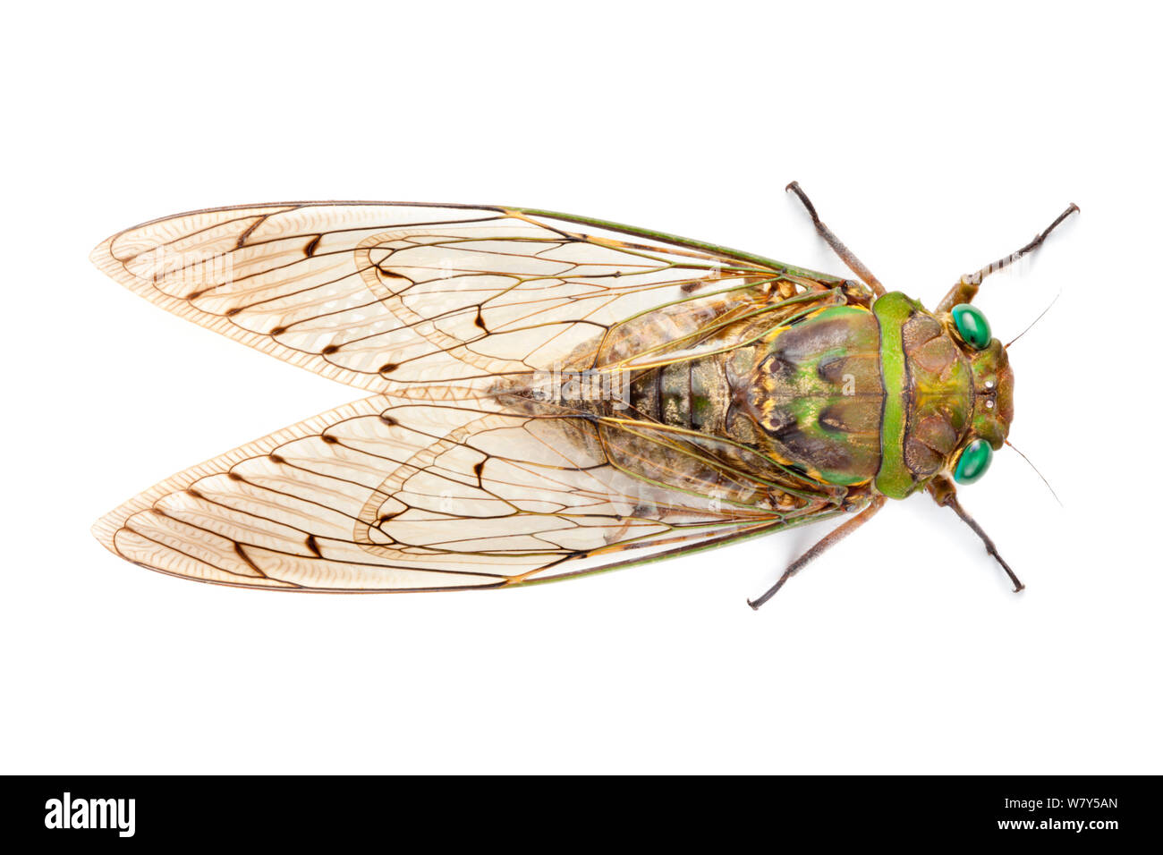 Cosa vedere sabah Immagini senza sfondo e Foto Stock ritagliate - Alamy