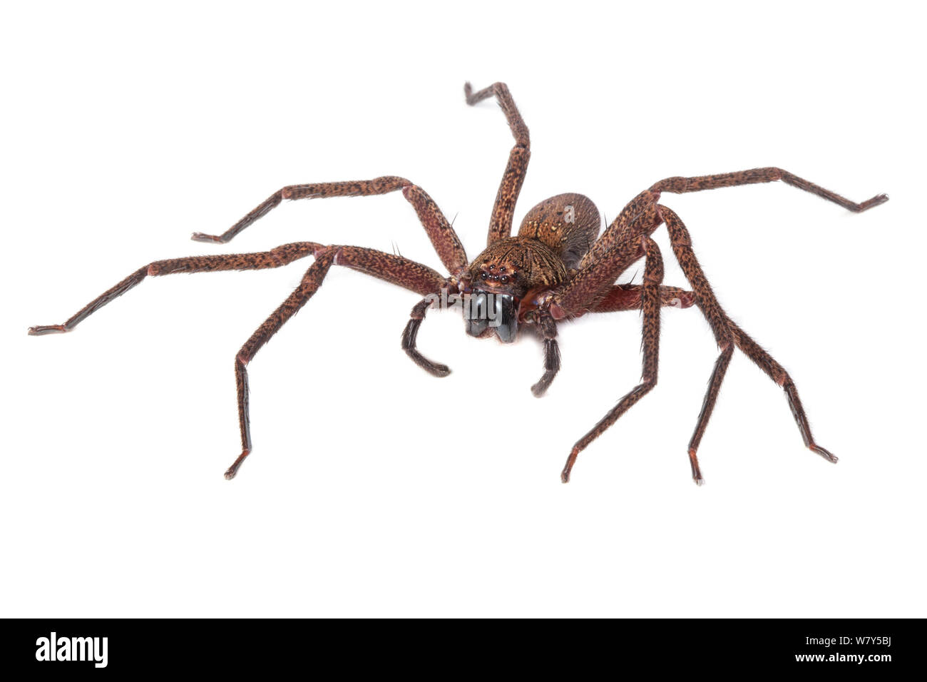 Ragno cacciatore sparassidae immagini e fotografie stock ad alta ...