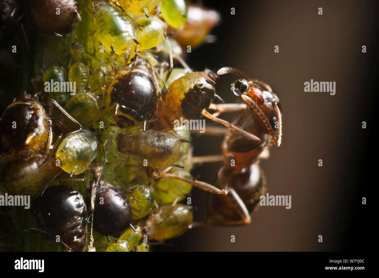 Una formica che beve immagini e fotografie stock ad alta risoluzione ...
