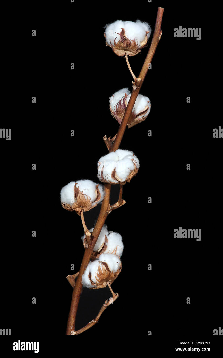 Pianta di cotone immagini e fotografie stock ad alta risoluzione - Alamy
