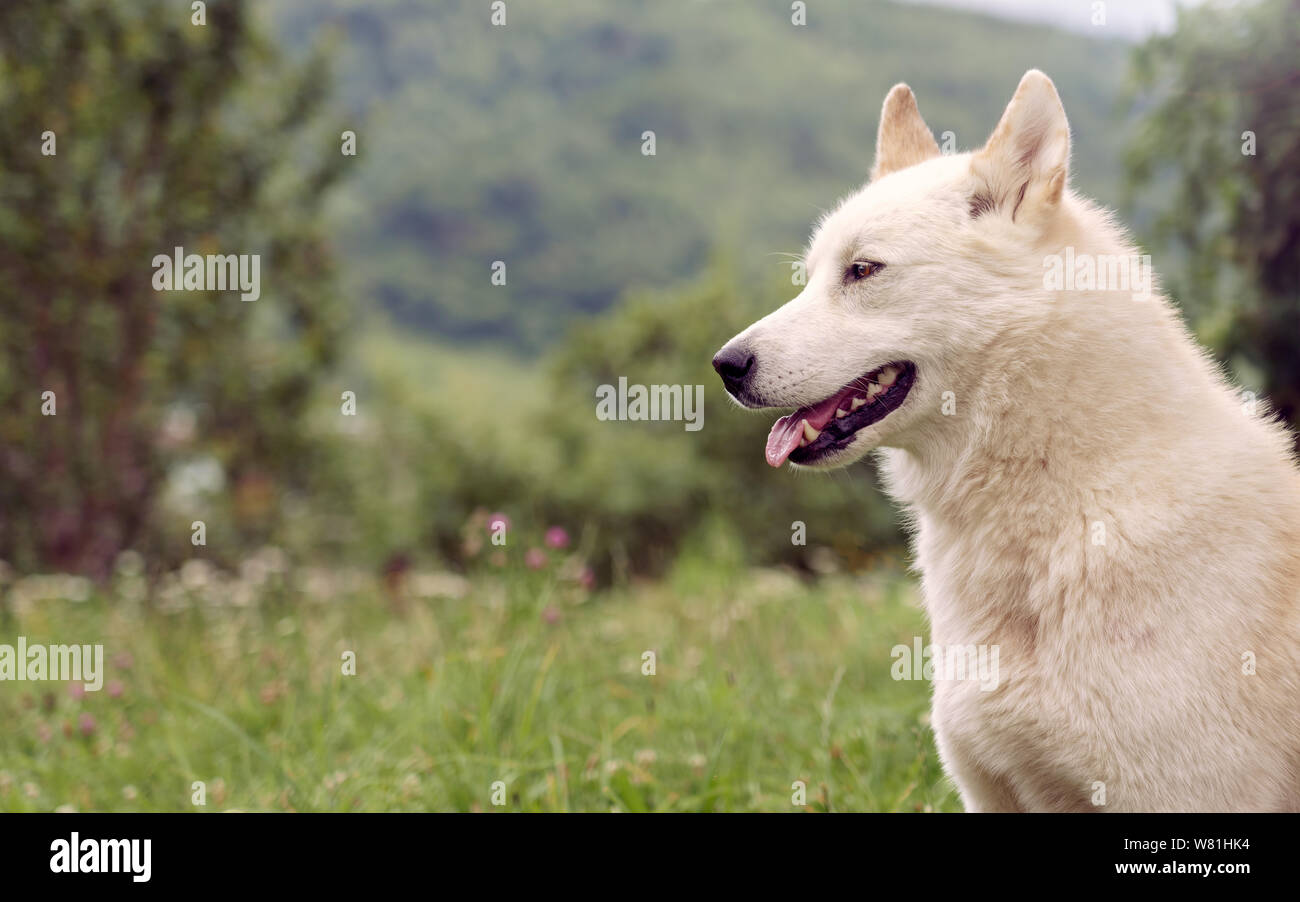 Laika dog space immagini e fotografie stock ad alta risoluzione - Alamy