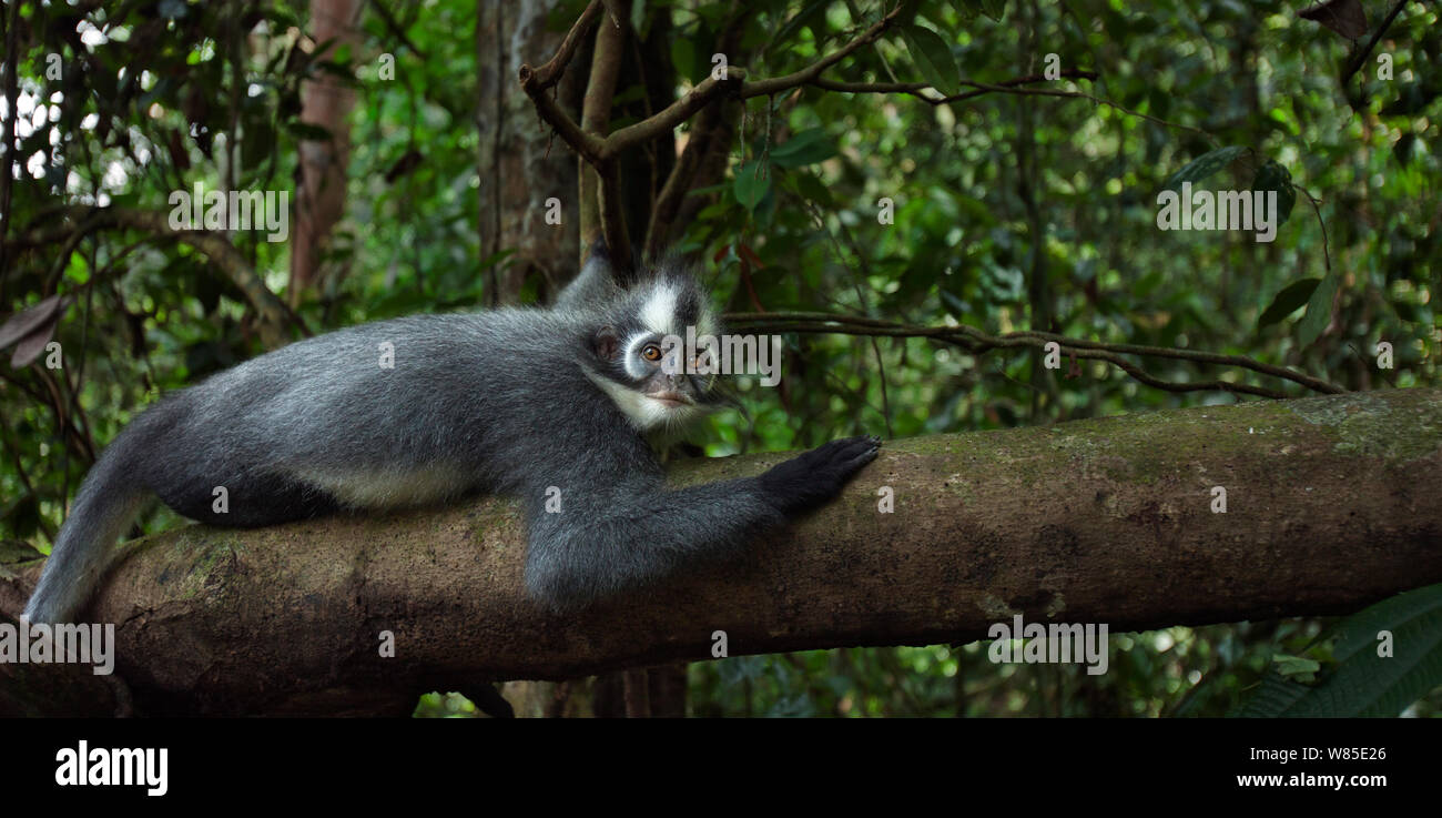 Il nord di Sumatra o Thomas Leaf monkey (Presbytis thomasi) femmina in ...