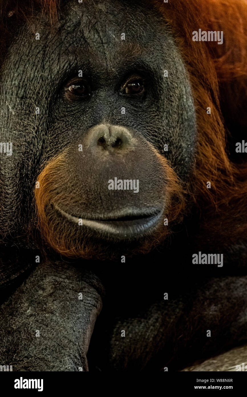 Orangutan isolated immagini e fotografie stock ad alta risoluzione - Alamy