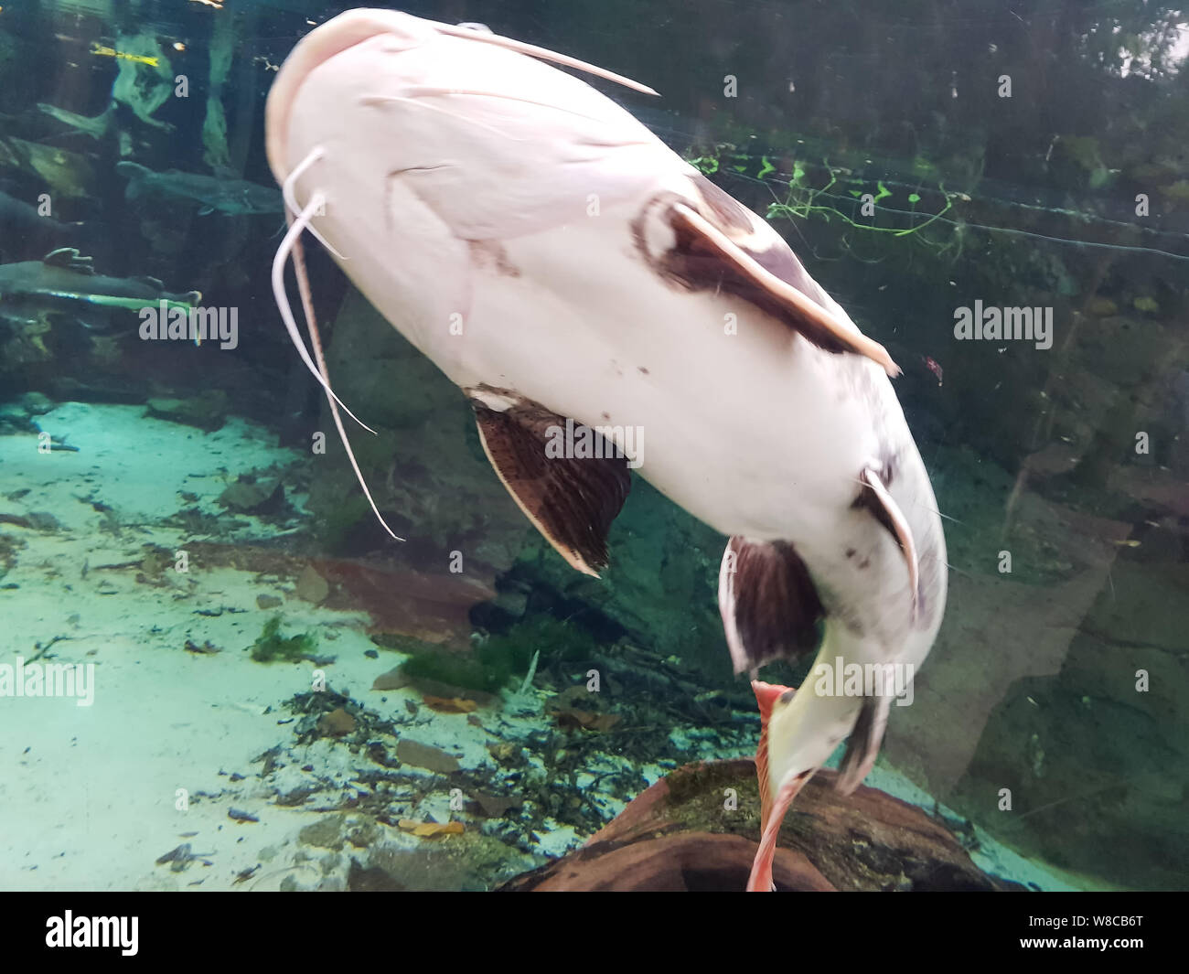 Pesce gatto redtail immagini e fotografie stock ad alta risoluzione - Alamy