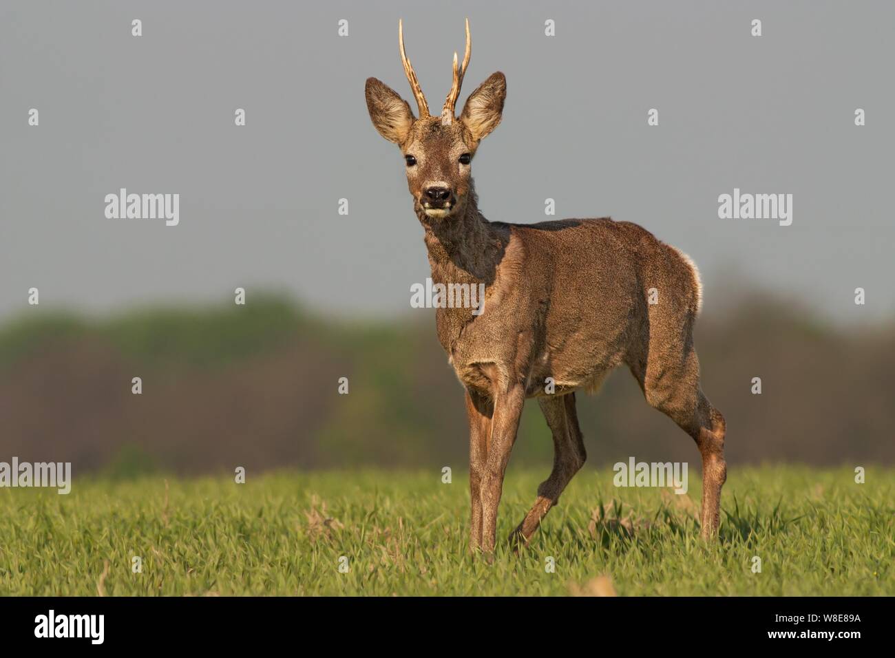 Capriolo in inverno immagini e fotografie stock ad alta risoluzione - Alamy