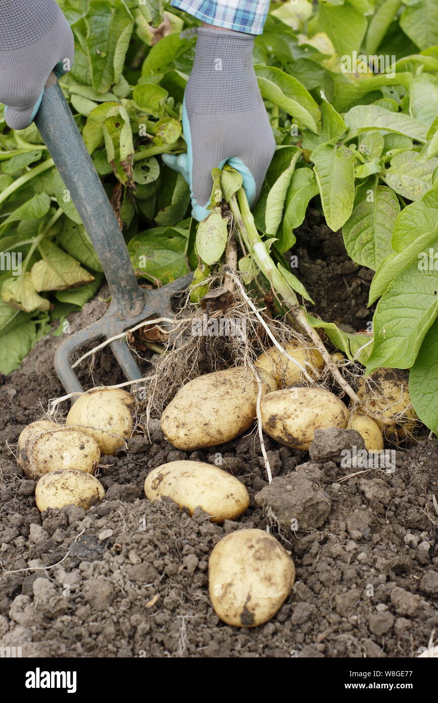 Uomo che raccoglie patate immagini e fotografie stock ad alta ...