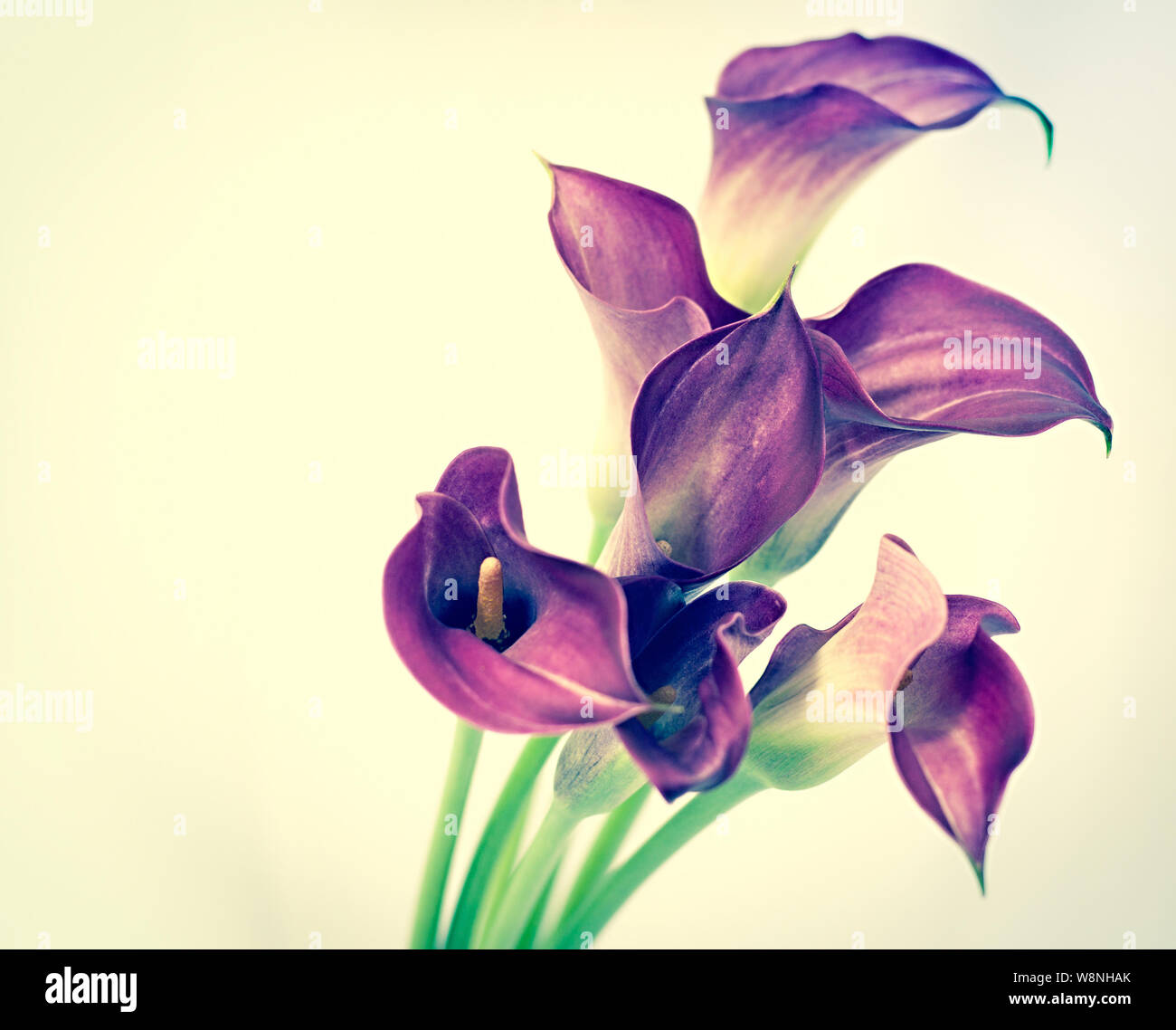 Fiore calla immagini e fotografie stock ad alta risoluzione - Alamy