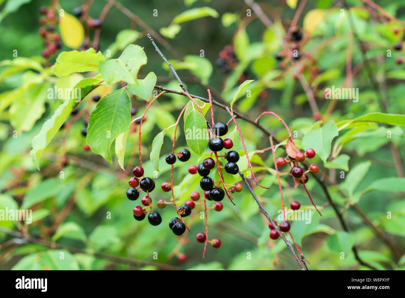 Ramoscello con maturo immagini e fotografie stock ad alta risoluzione ...