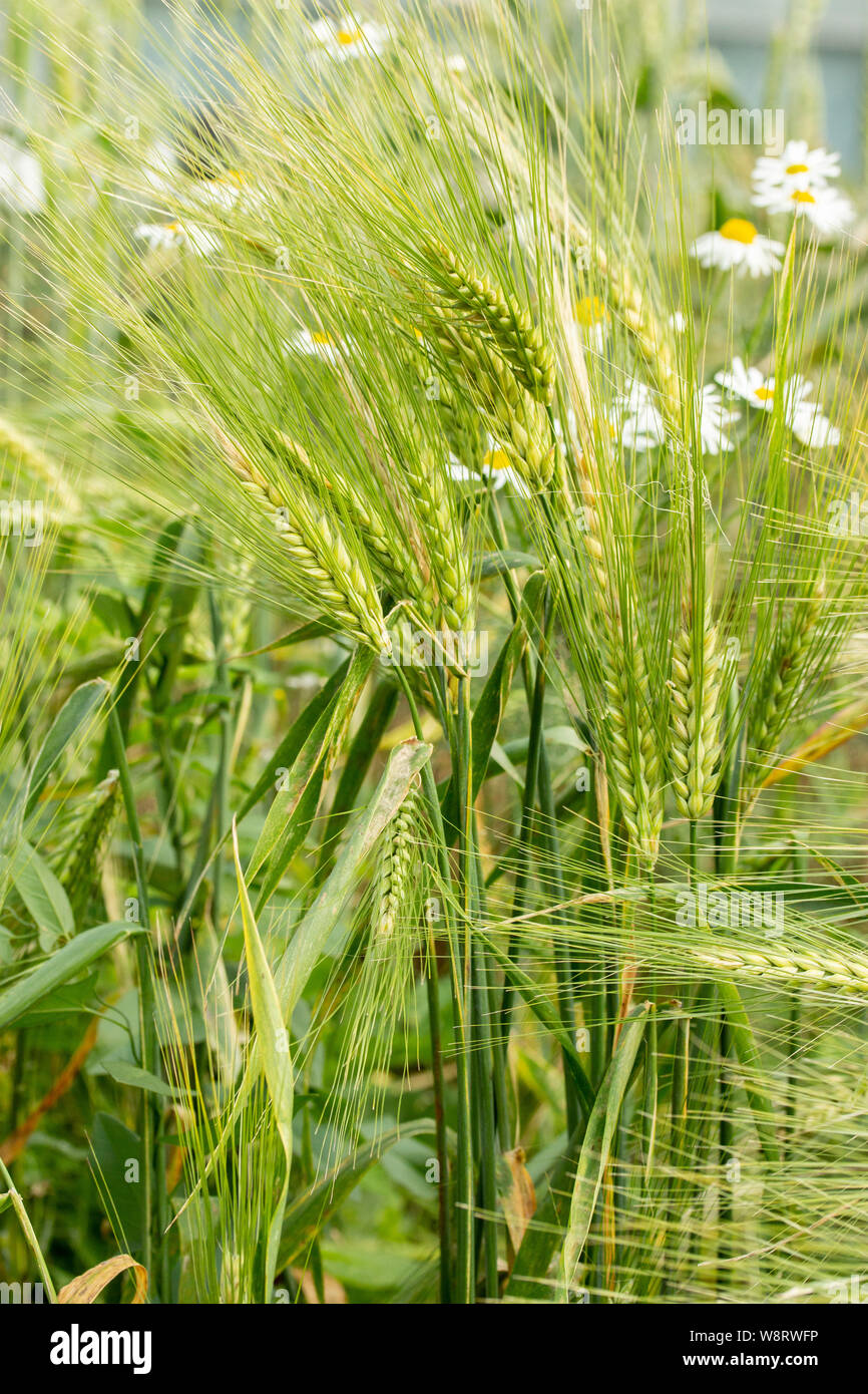 Pianta di segale immagini e fotografie stock ad alta risoluzione - Alamy