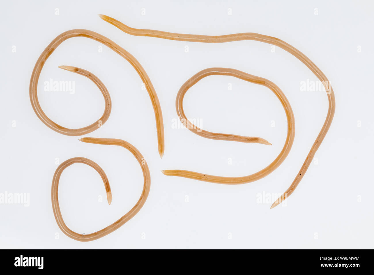 Ascaris du chien immagini e fotografie stock ad alta risoluzione - Alamy