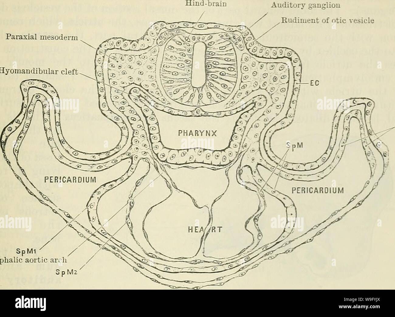 Arco aortico immagini e fotografie stock ad alta risoluzione - Alamy