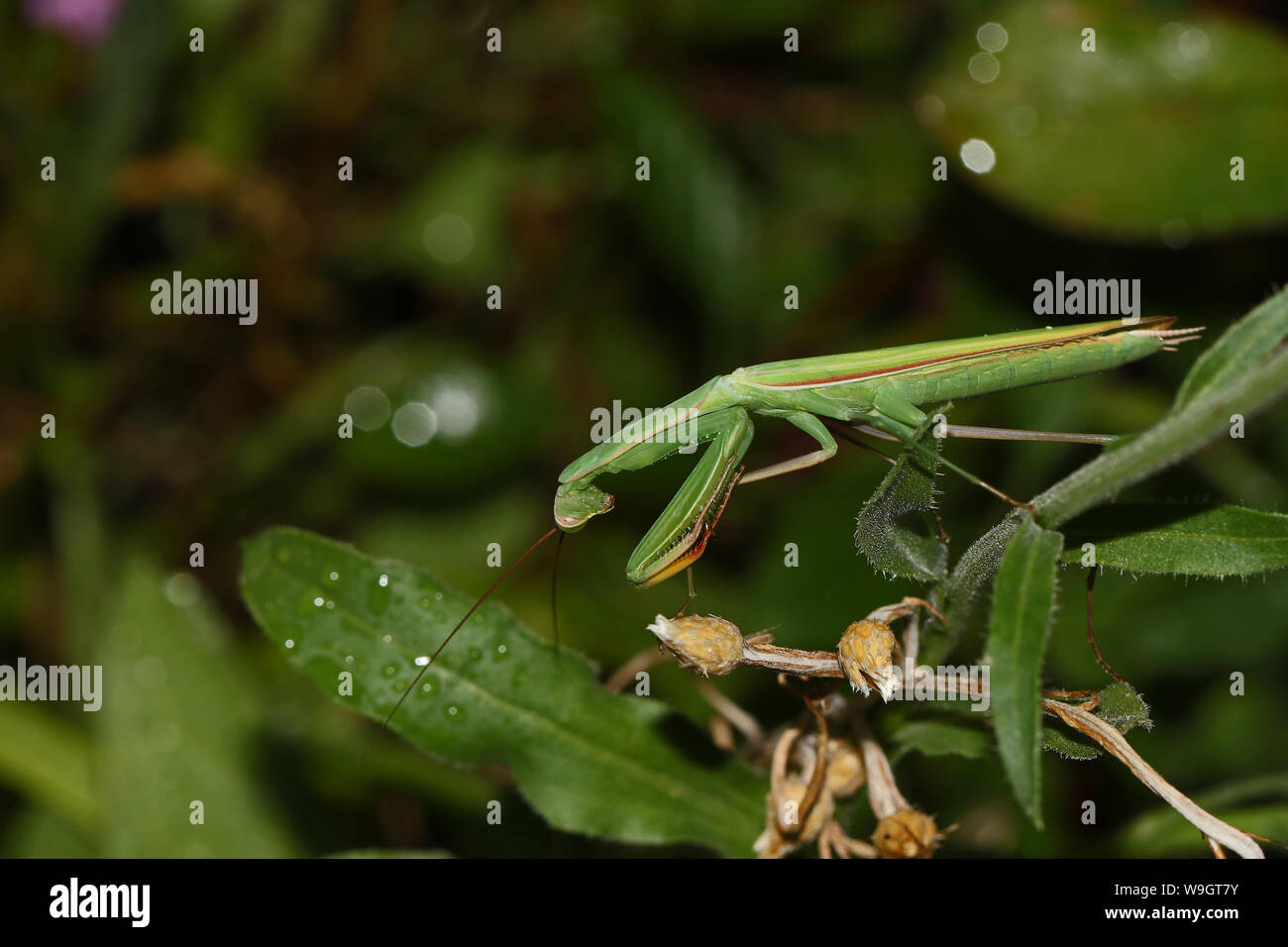 Una mantide religiosa mantide mantis religiosa immagini e fotografie ...