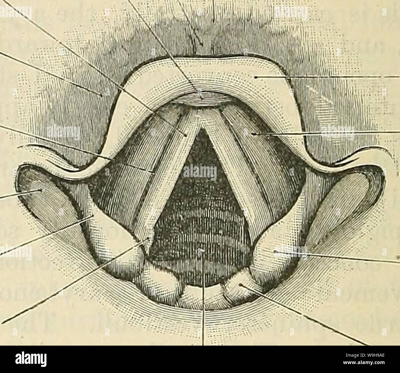 Immagine di archivio da pagina 1111 di Cunningham il libro di testo di ...