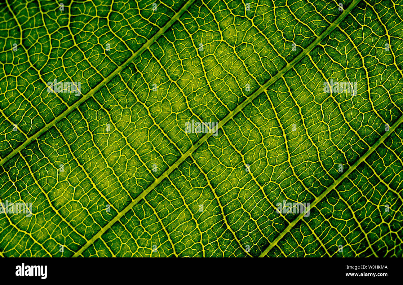 Textura de planta saludable immagini e fotografie stock ad alta ...