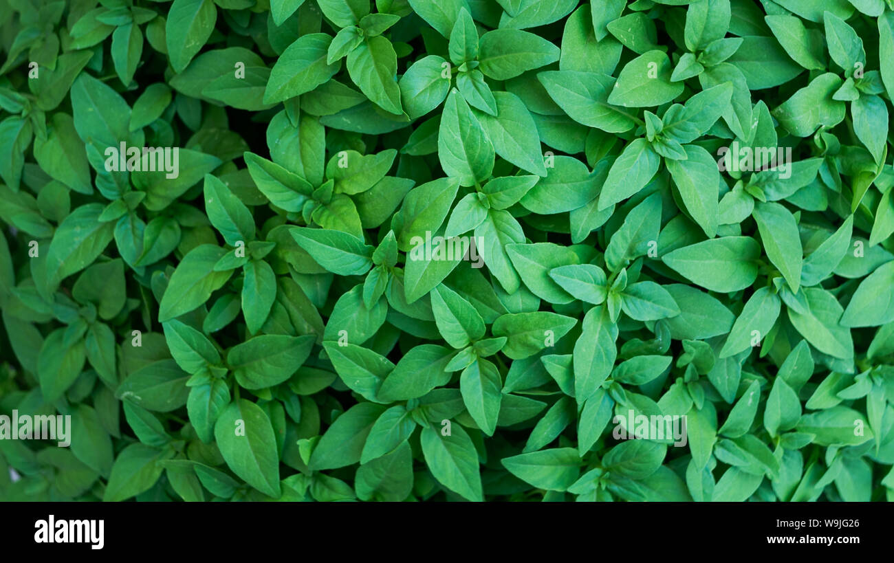 Piante di basilico verde immagini e fotografie stock ad alta ...