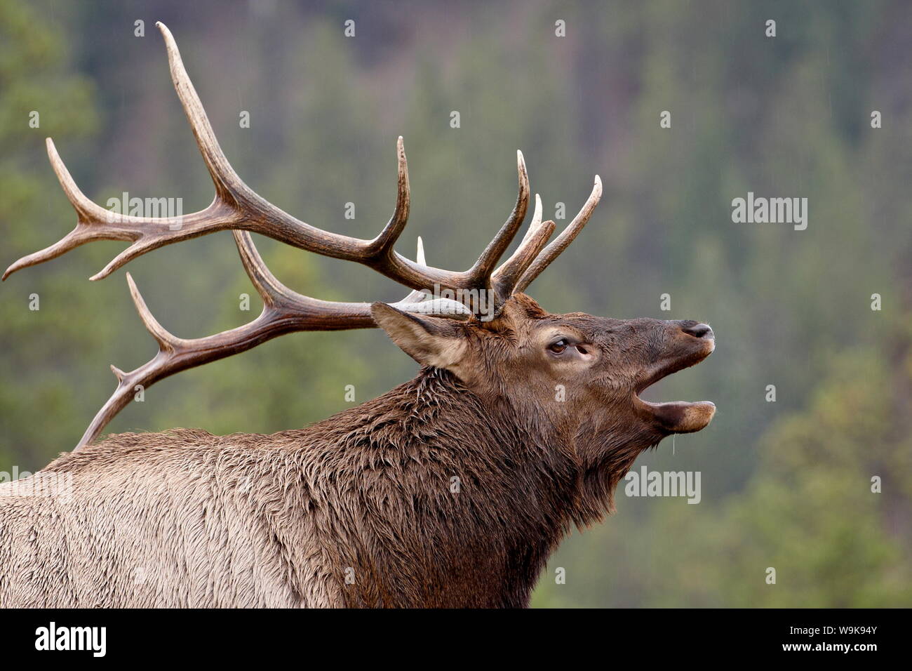 Animale con le corna immagini e fotografie stock ad alta risoluzione ...
