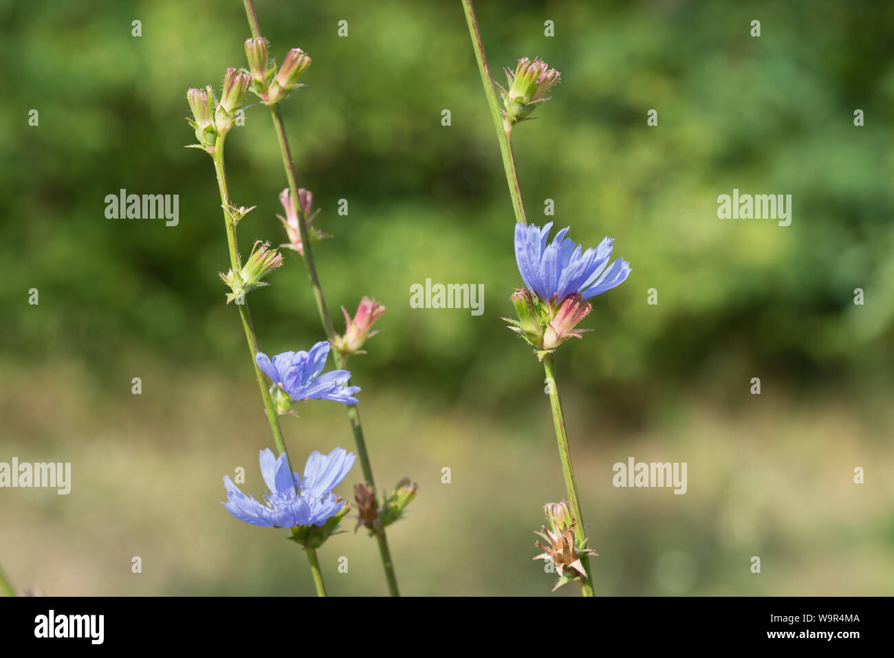 Cicoria selvatica immagini e fotografie stock ad alta risoluzione - Alamy