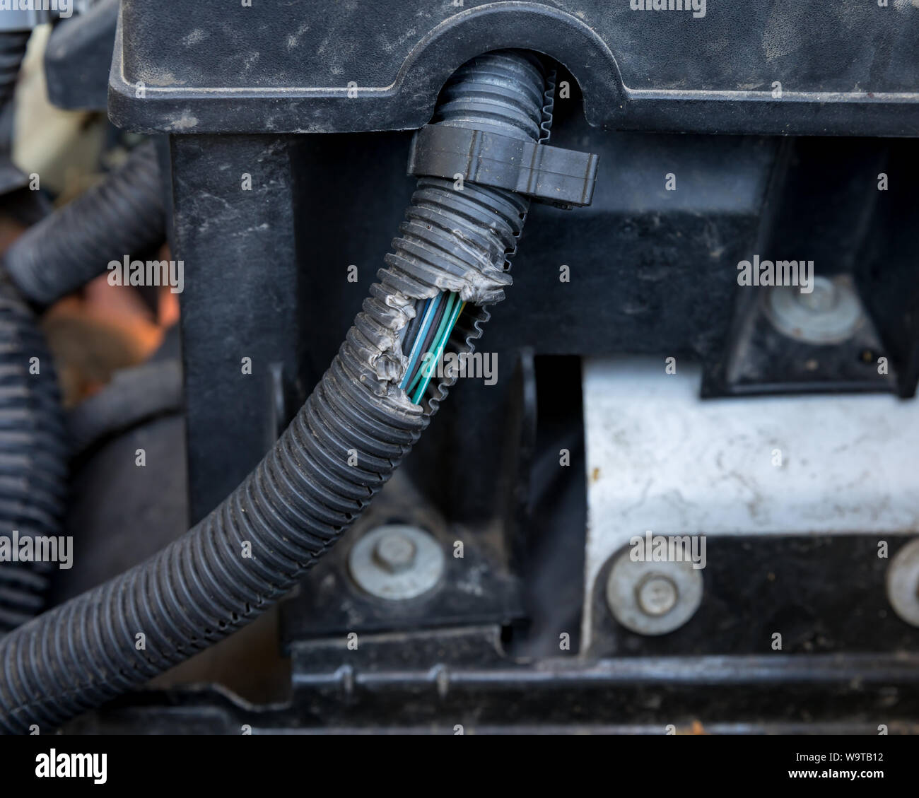 Cavi elettrici masticati immagini e fotografie stock ad alta ...