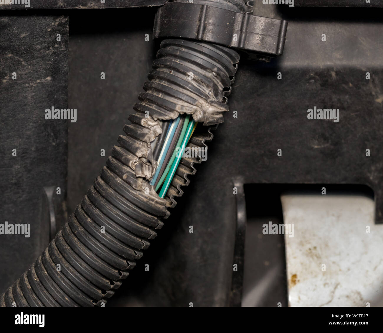 Cavi elettrici masticati immagini e fotografie stock ad alta ...