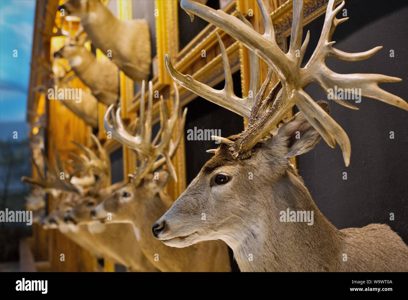 Di tassidermia teste di cervo sul display in dollari e tori camera ...