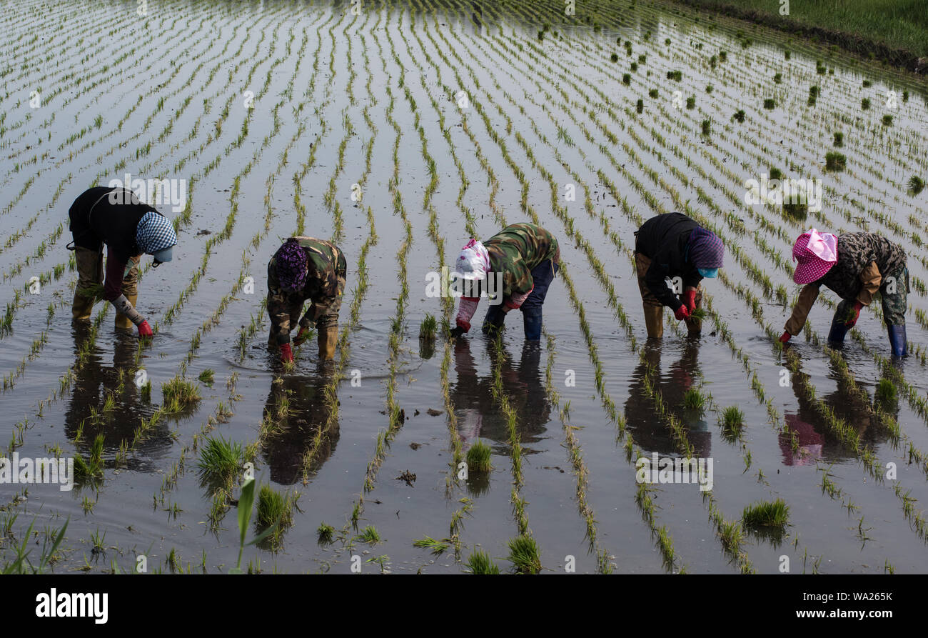 Stagione della semina della risaia immagini e fotografie stock ad alta ...