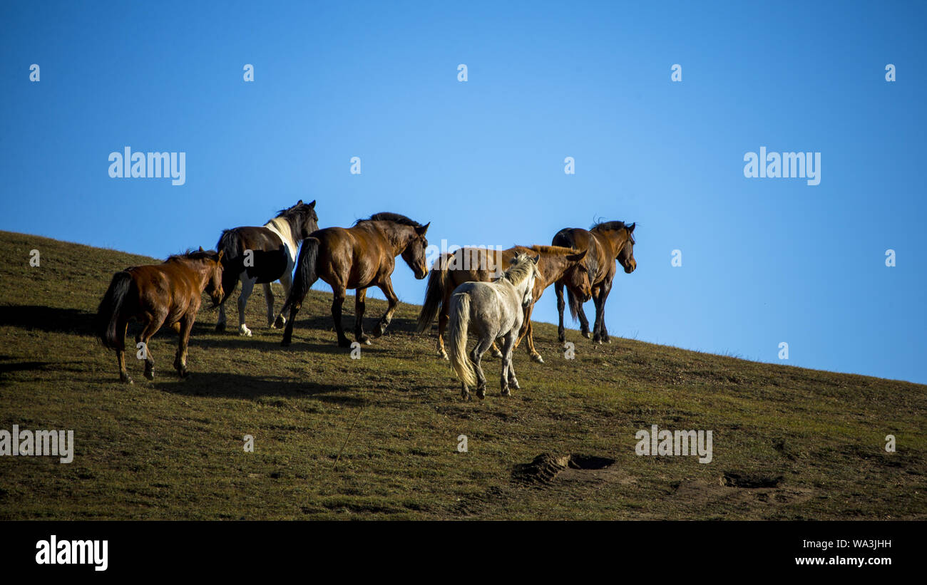 Turismo mongolo interno immagini e fotografie stock ad alta risoluzione ...