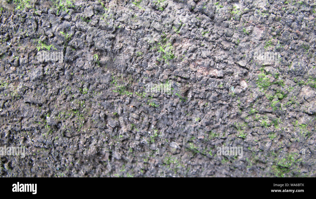 Seamless tree bark wood texture immagini e fotografie stock ad alta ...