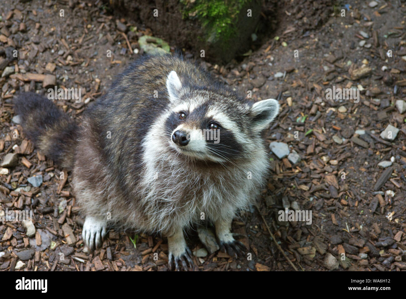 Procioni carini immagini e fotografie stock ad alta risoluzione - Alamy