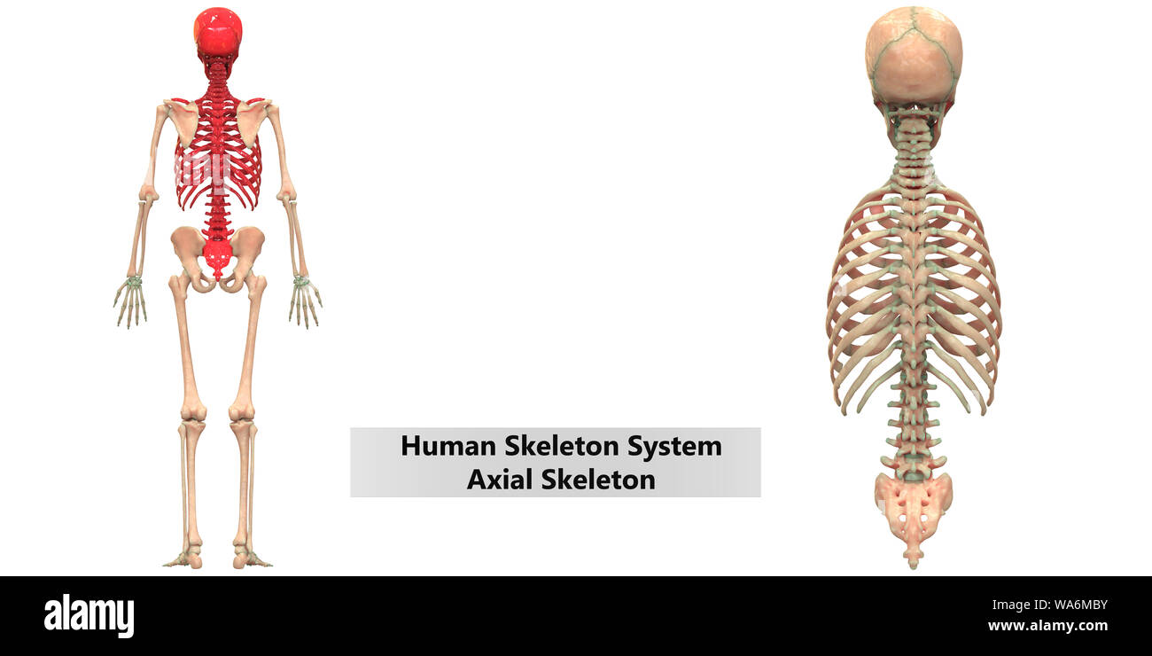 Scheletro assiale immagini e fotografie stock ad alta risoluzione - Alamy