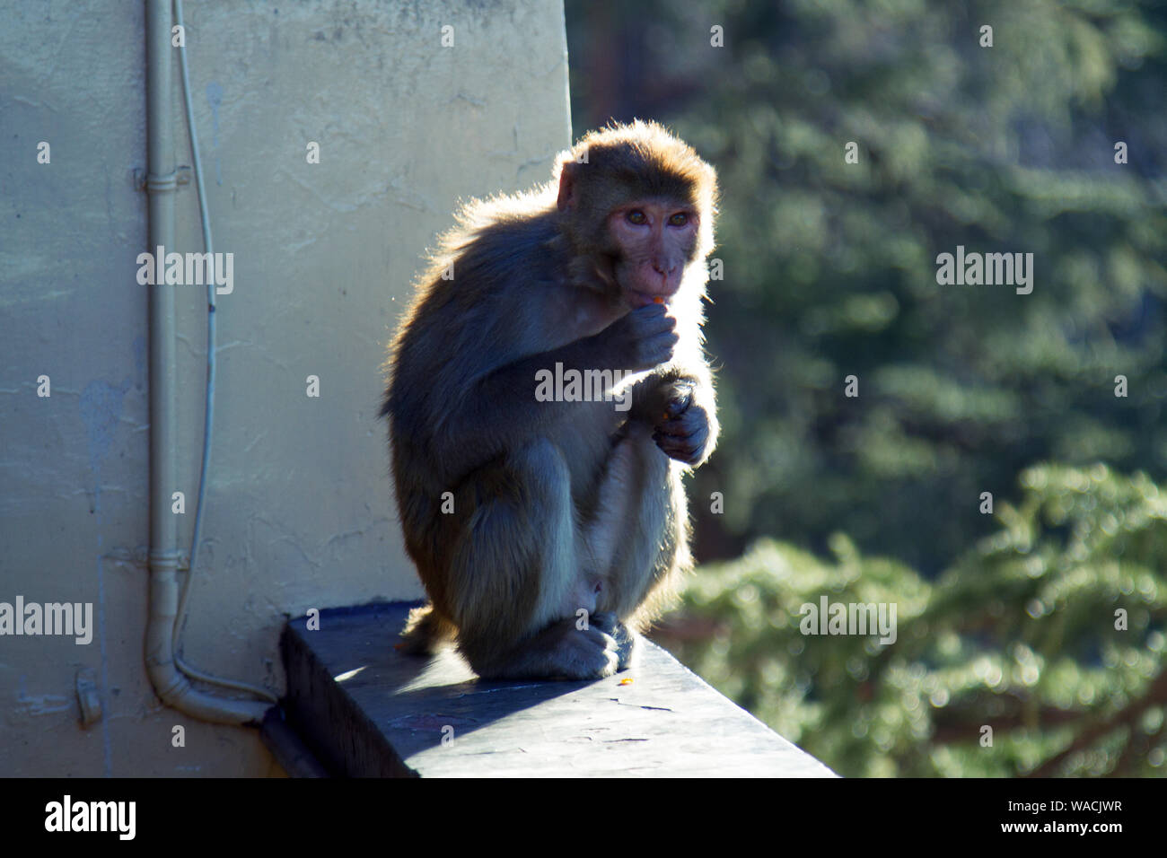 Gesto facciale macaco immagini e fotografie stock ad alta risoluzione ...