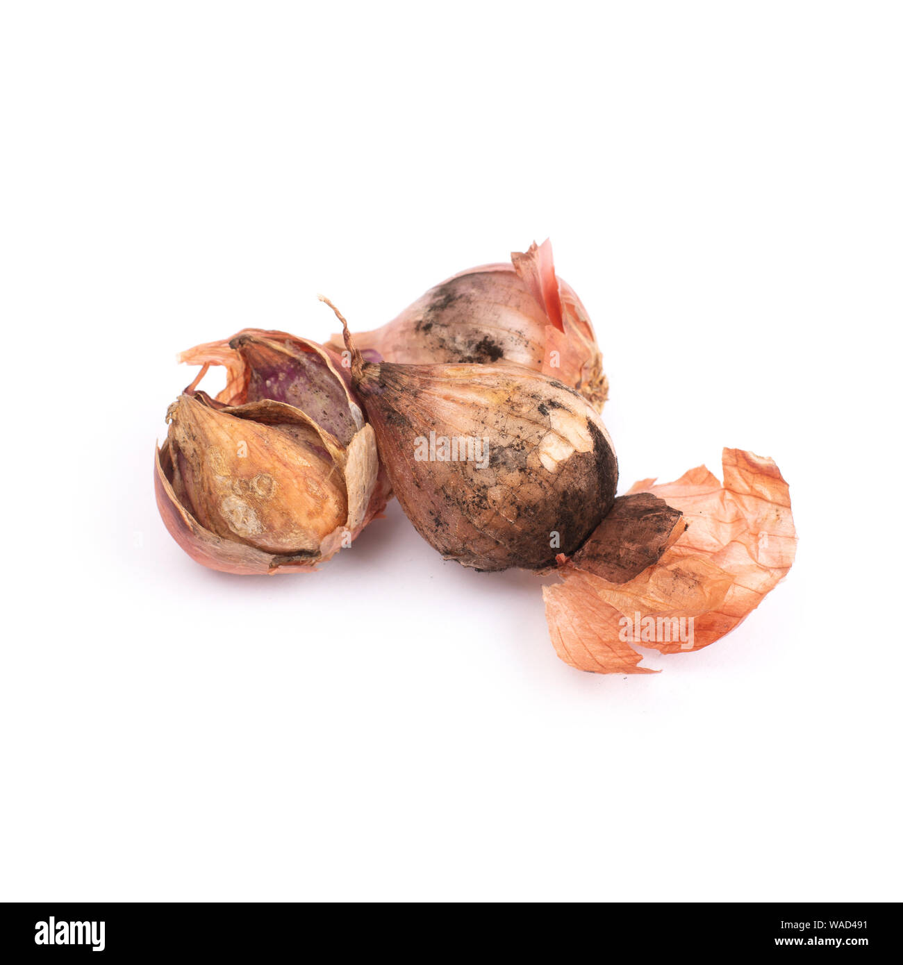 Una cipolla con una grave infestazione di muffa nera, Aspergillus niger ...