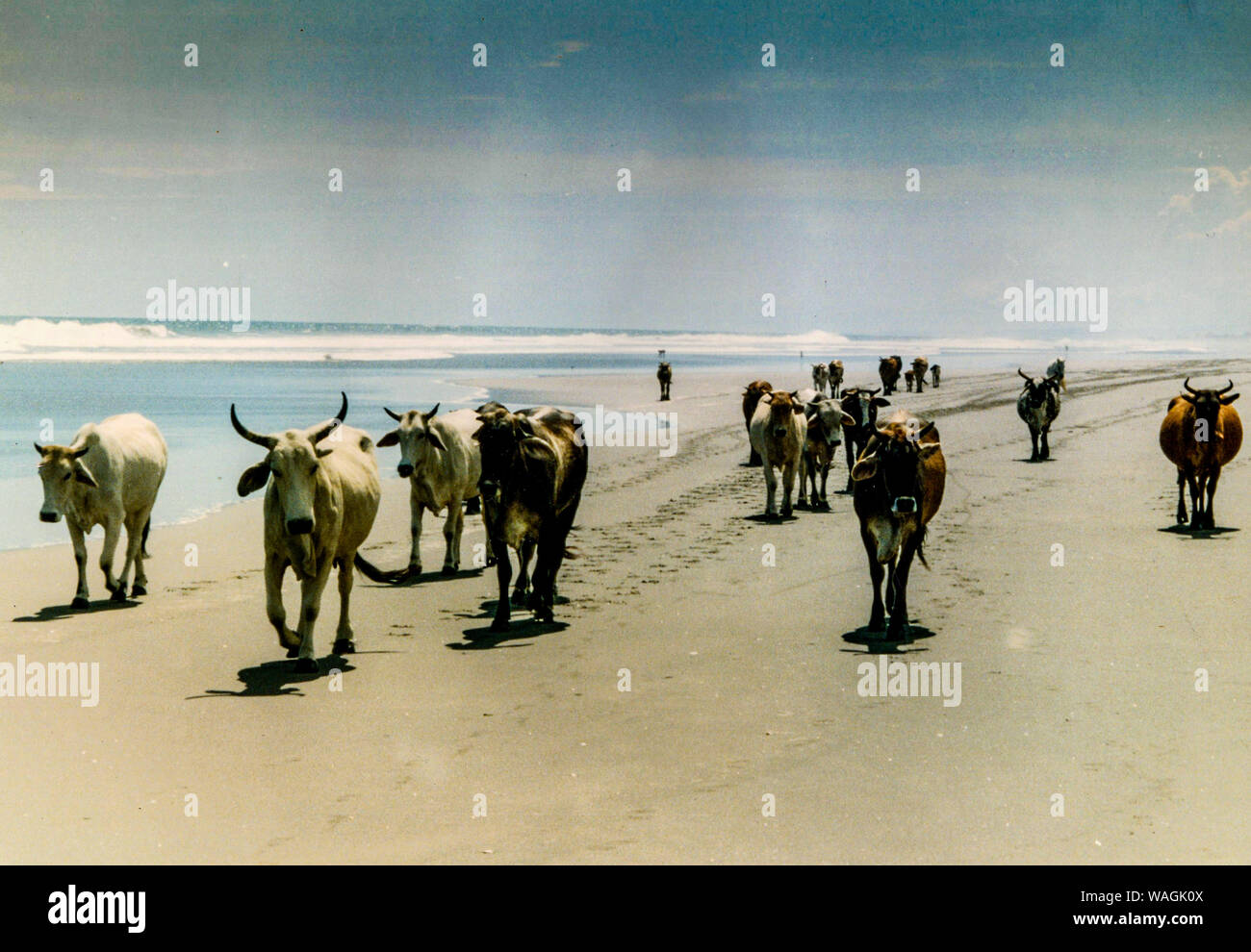 Mucche in spiaggia immagini e fotografie stock ad alta risoluzione - Alamy