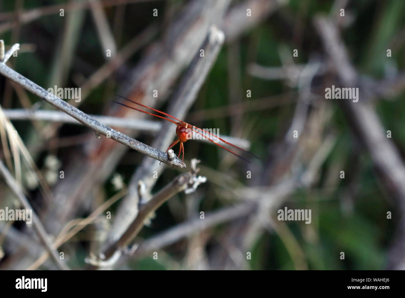 Libellula dalle ali rosse immagini e fotografie stock ad alta ...