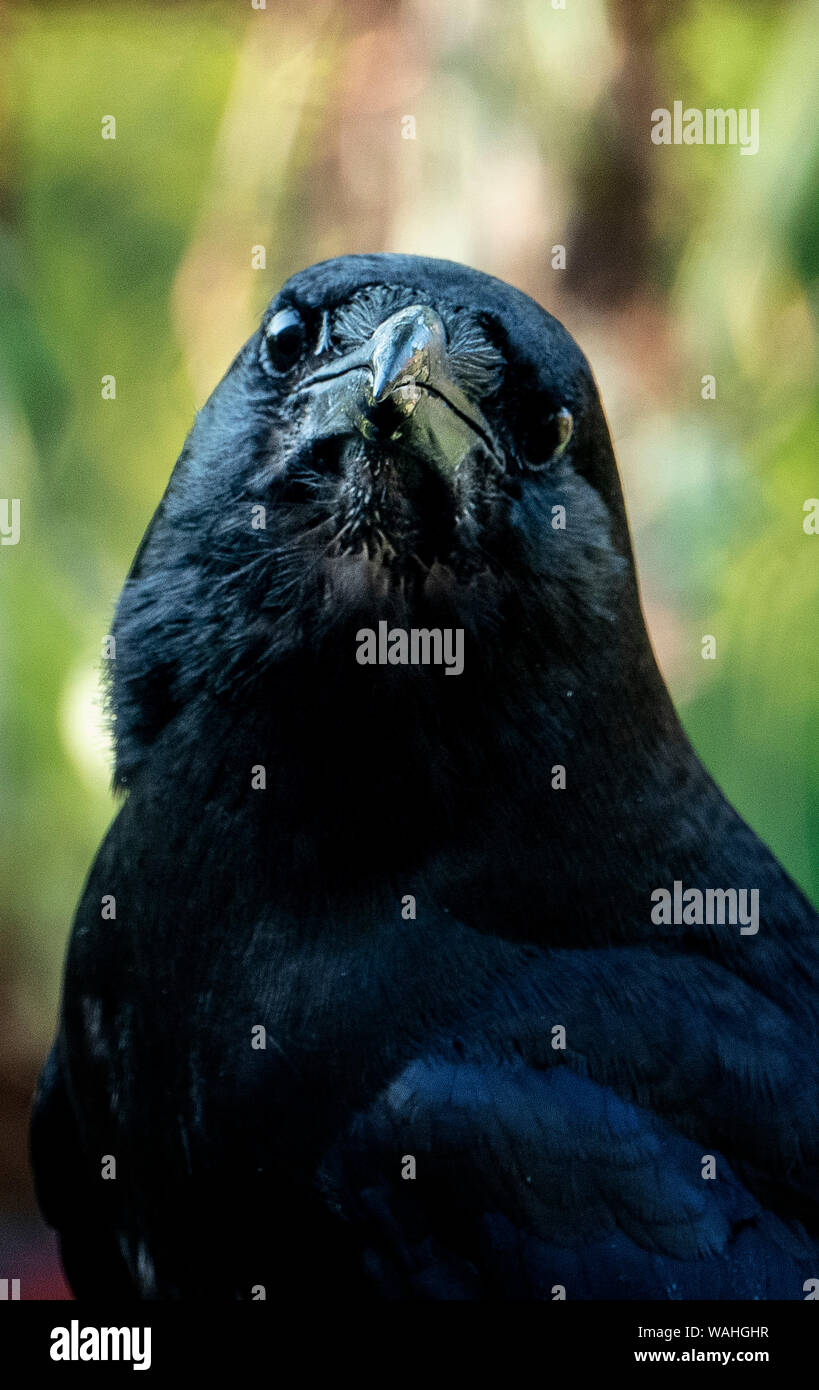 Faccia nera immagini e fotografie stock ad alta risoluzione - Alamy